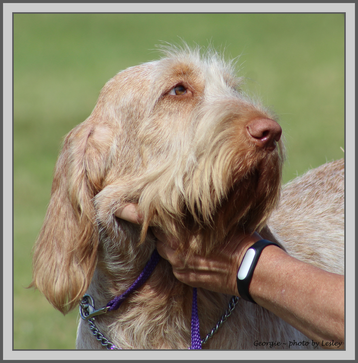 Home | Spinone Rehome UK