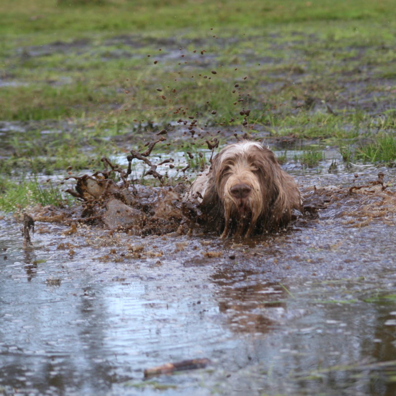 Home | Spinone Rehome UK