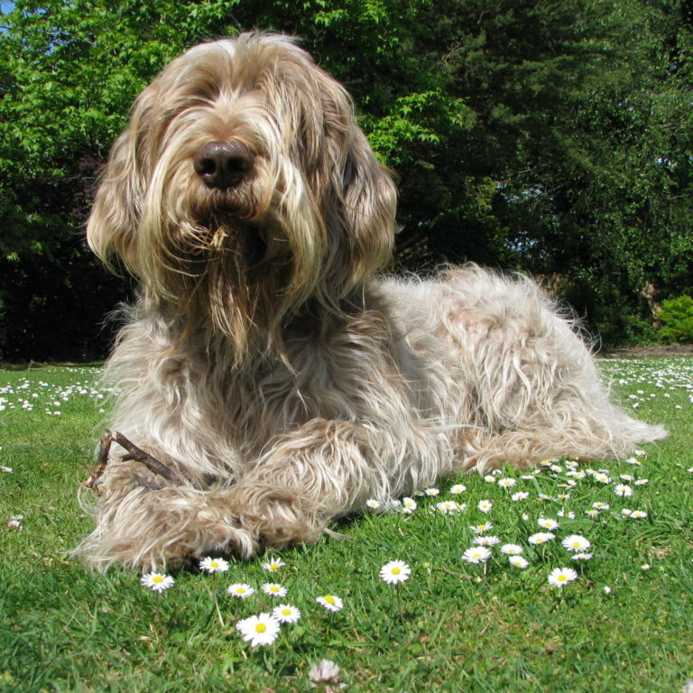 Home | Spinone Rehome UK