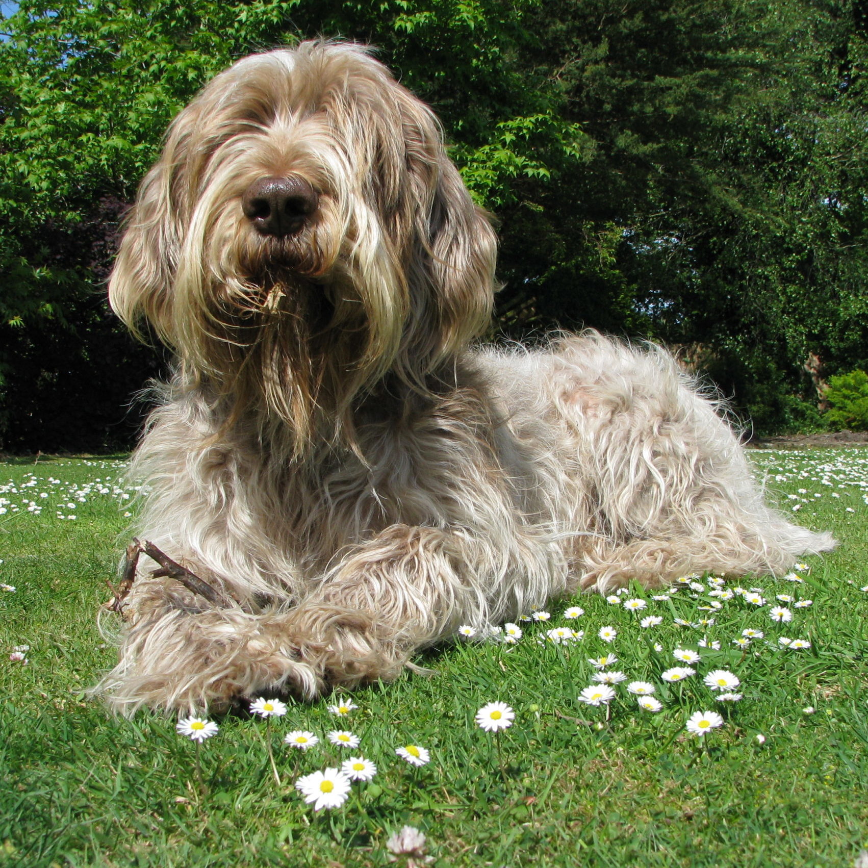 Home | Spinone Rehome UK