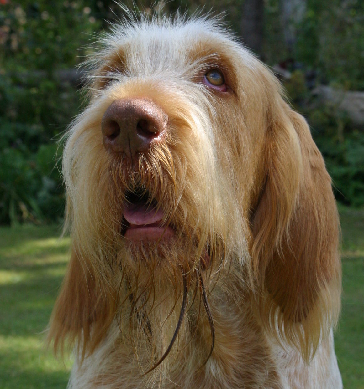 Home | Spinone Rehome UK