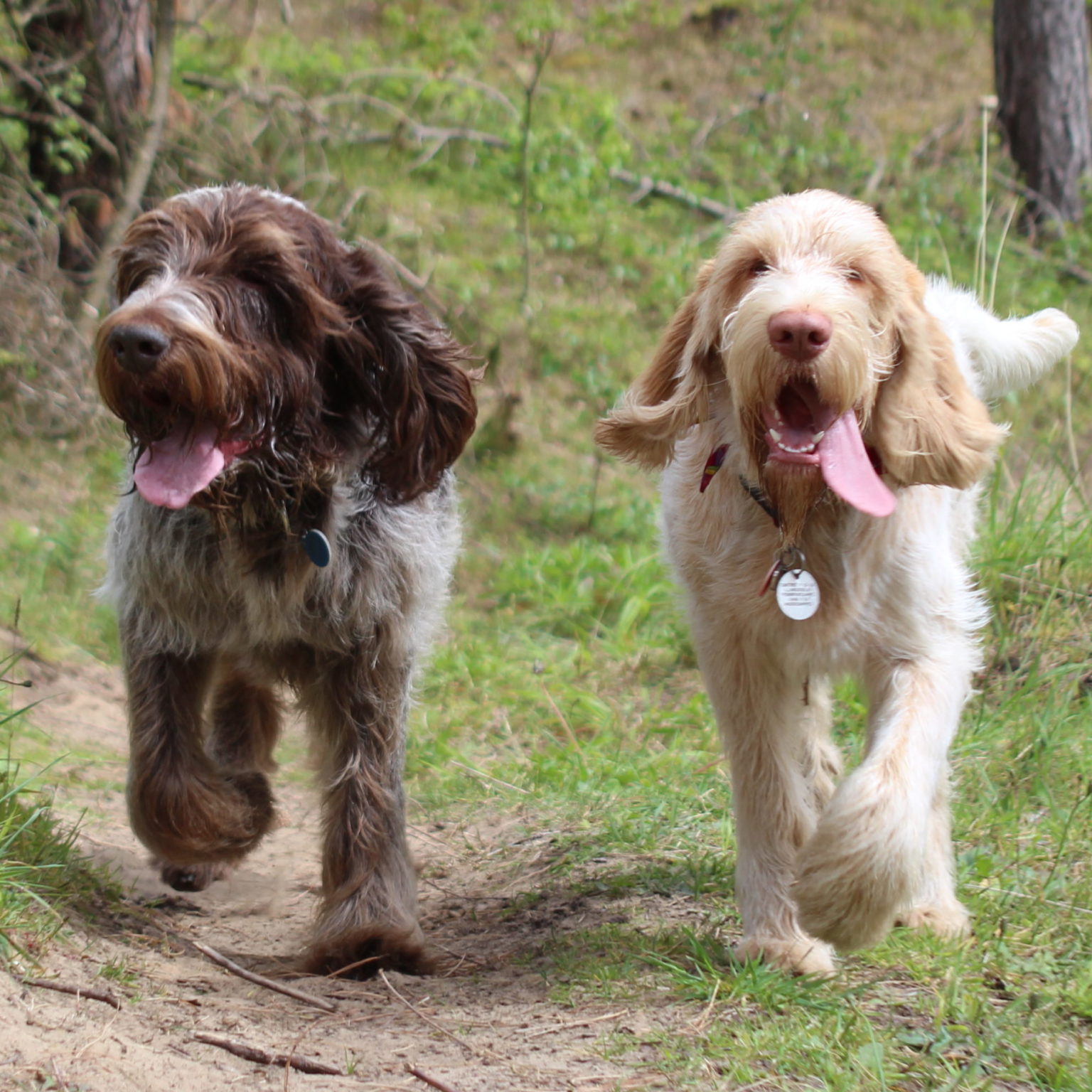Home | Spinone Rehome UK