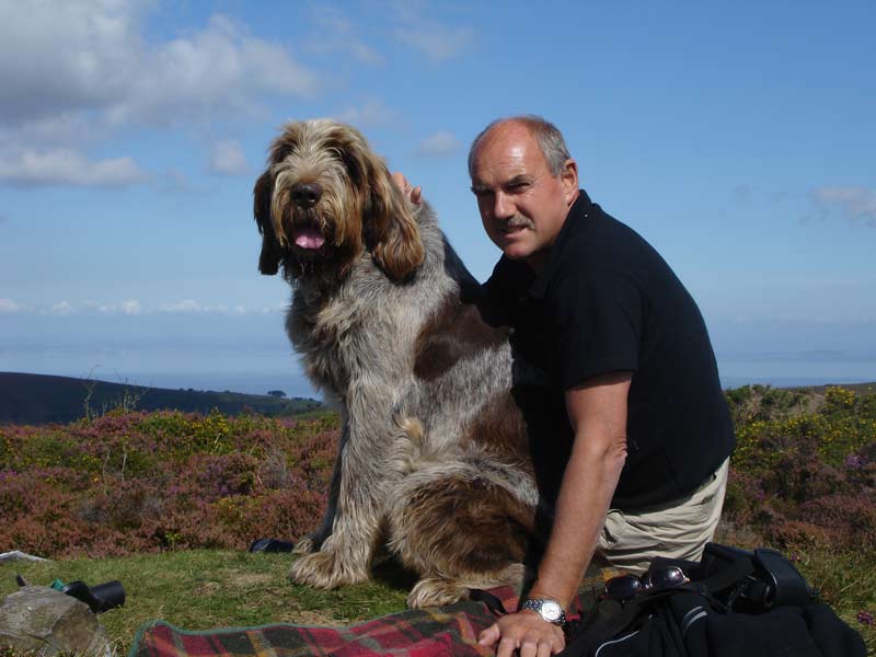 Home | Spinone Rehome UK